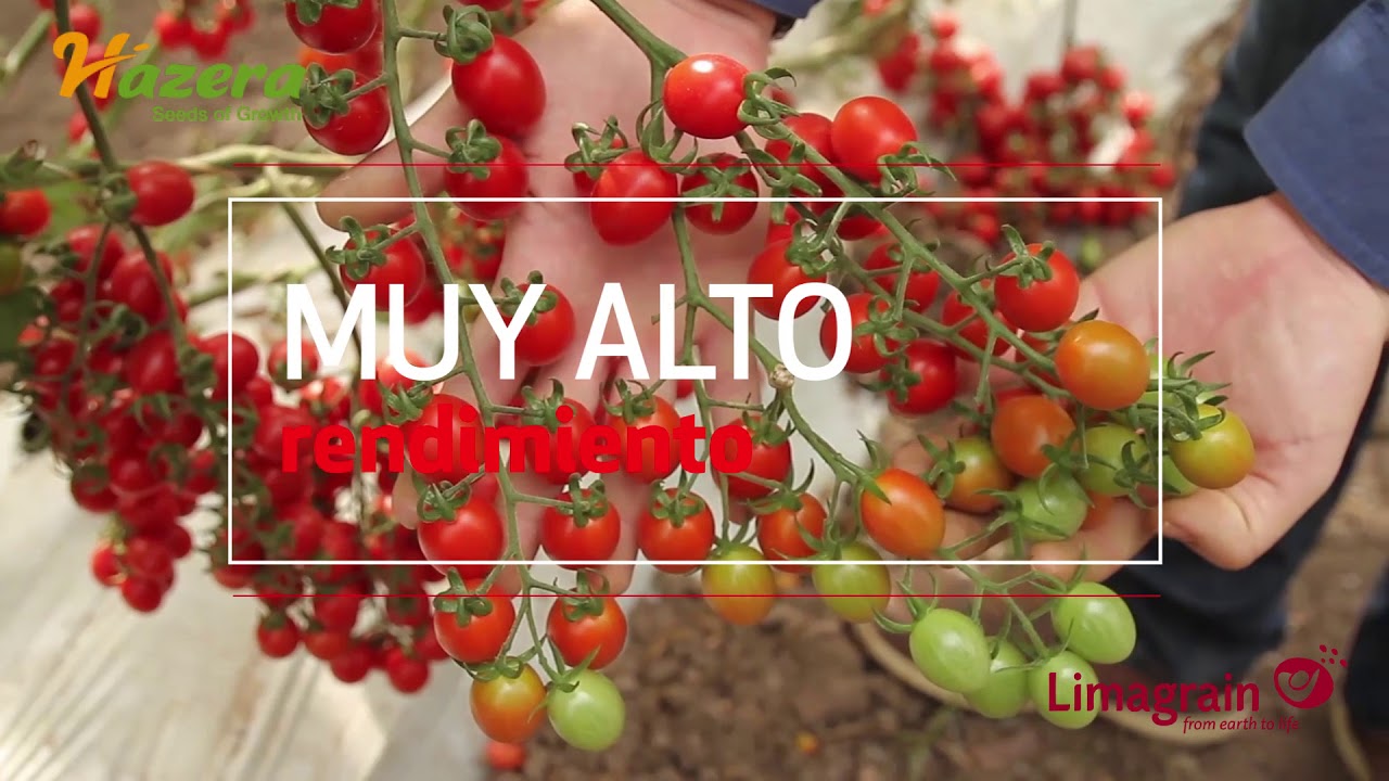 Hazera mini plum Tomato OLIVIA - YouTube