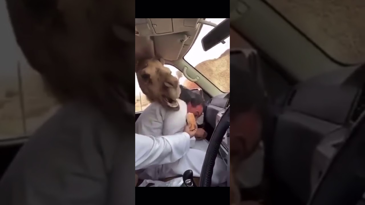 animal prank - YouTube