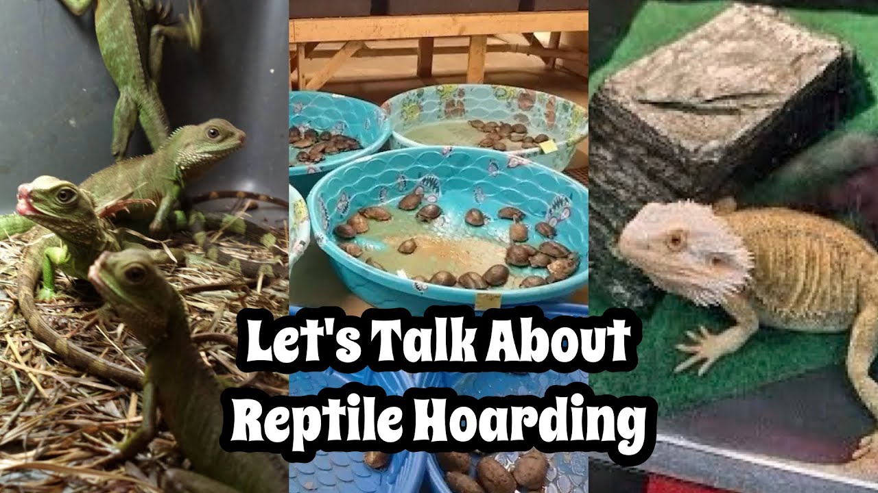 Let's Talk About Reptile Hoarding - YouTube