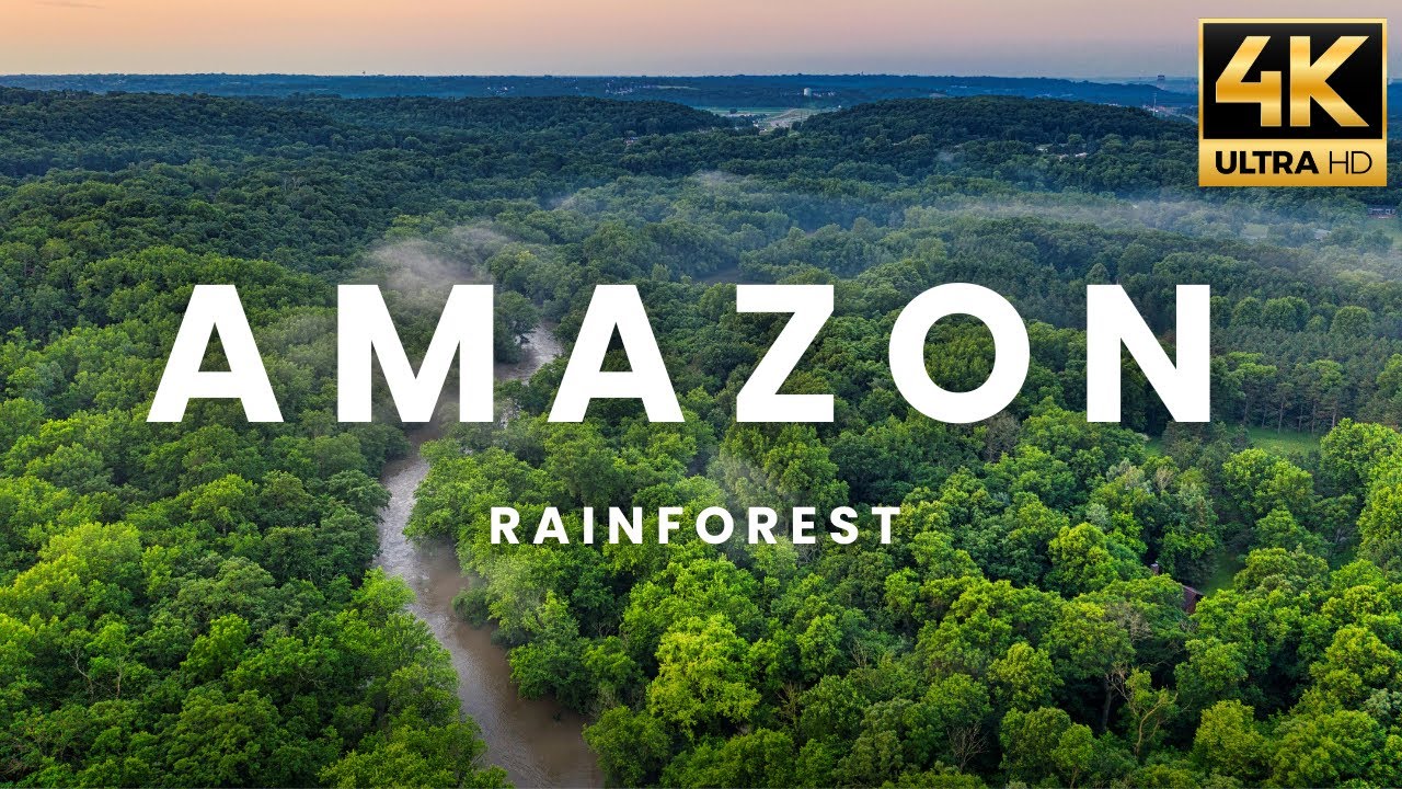 Experience the Amazon Rainforest in 4K UHD | Amazon | #amazon # ...