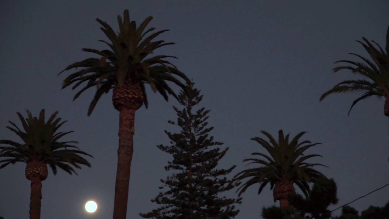 Palm Tree Eclipse - YouTube