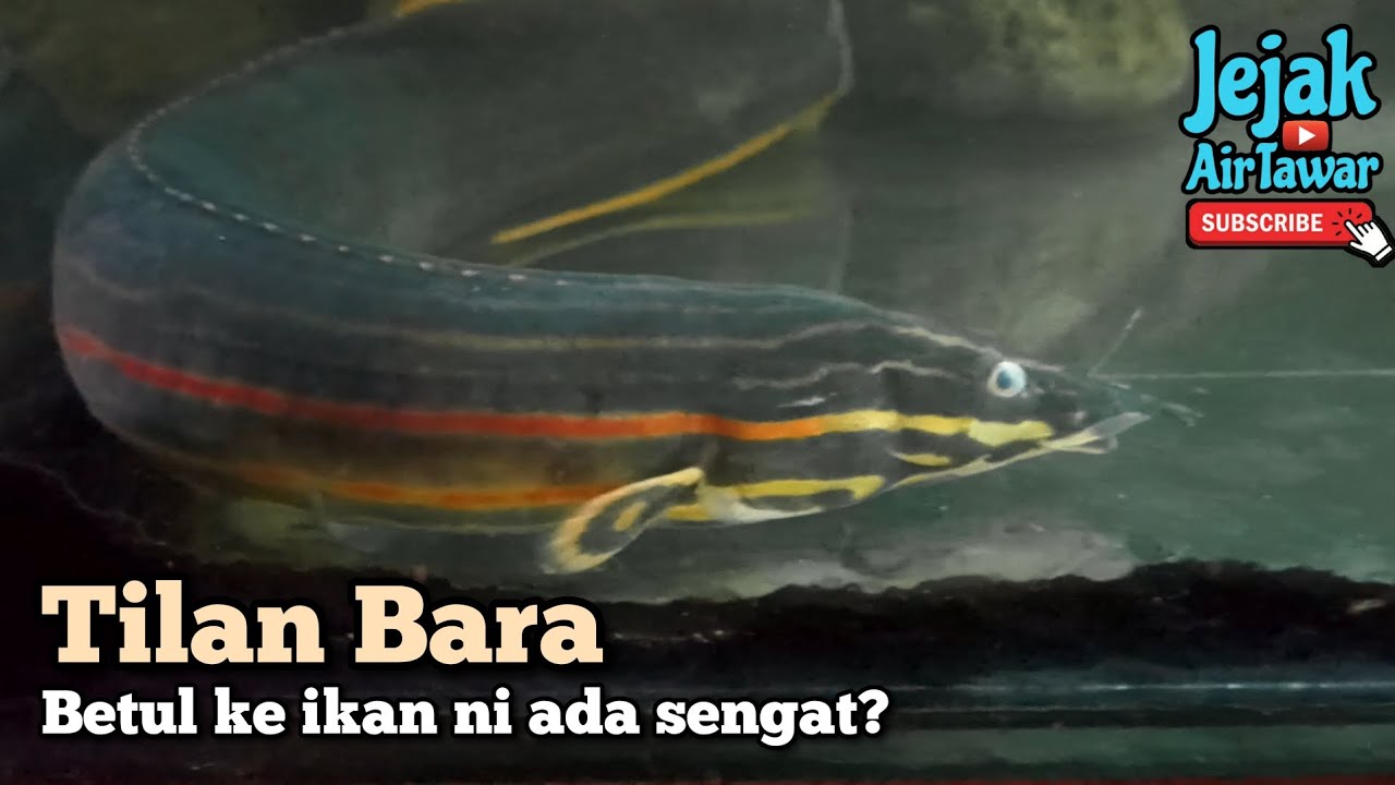 Ikan tilan bara,antara spesies tilan tempatan yang cantik - YouTube