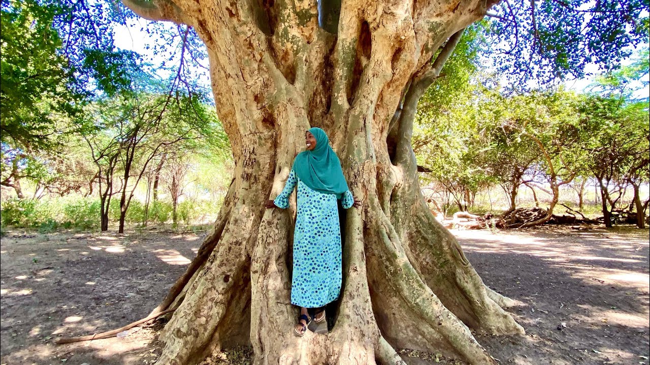 OVER 100 year old trees in the GEED DEEBLE Botanical Garden 1hr outside ...