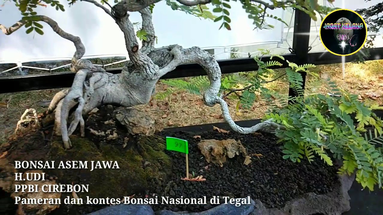 BONSAI ASEM JAWA - YouTube