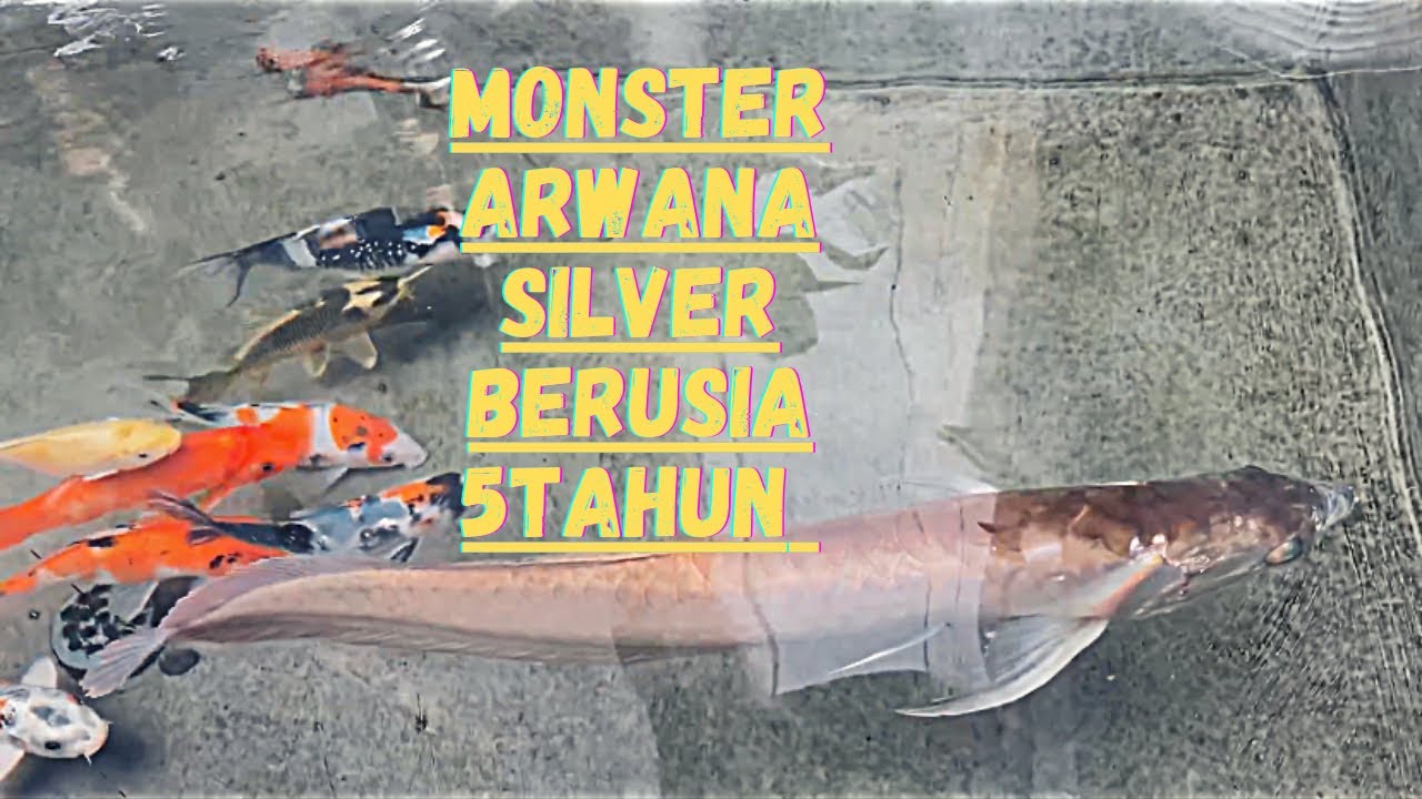 MONSTER ARWANA SILVER‼️‼️ - YouTube