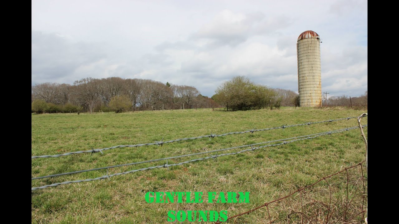Gentle Farm Sounds to Relax U. 60 Minutes - YouTube