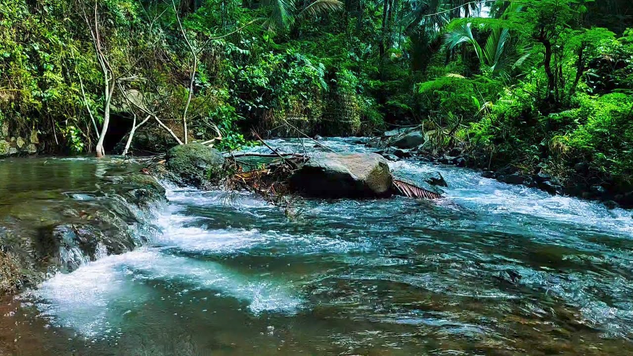 Beautiful Stream in Deep Forest River Sounds for Slepp for Stress ...