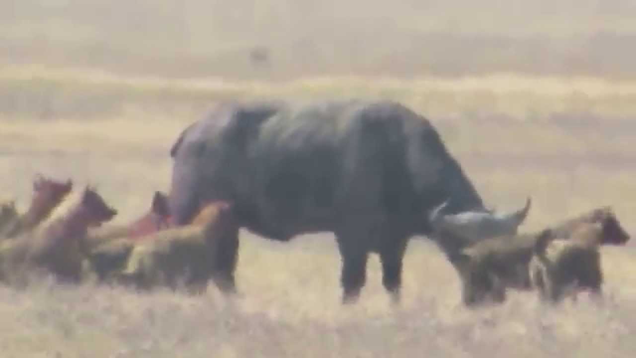 Hyenas Eating Buffalo at Ngorongoro Crater Africa! - YouTube