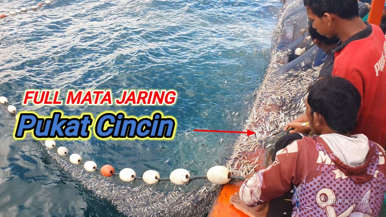 Begini Proses Penangkapan Ikan Teri Dapat Banyak - YouTube