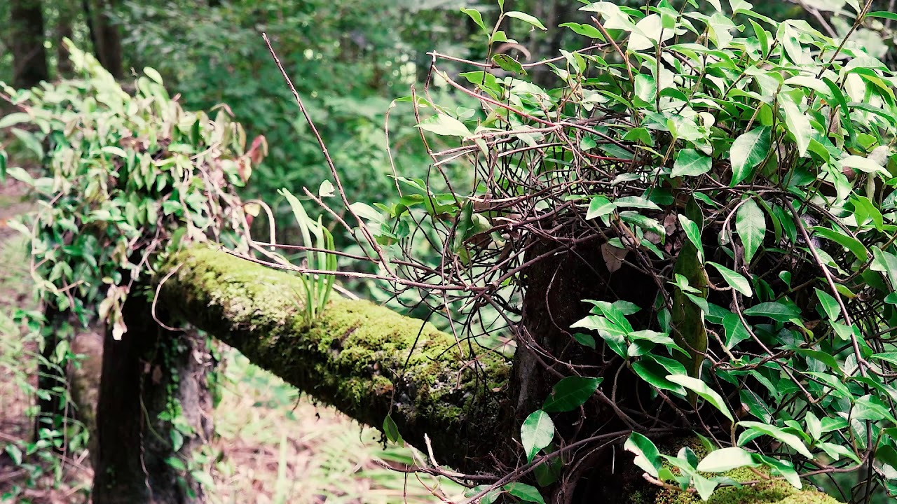 【自然のBGM・癒し】宮崎市 加江田渓谷-3 Real Nature Sounds Miyazaki-Kaeda Gorge-3 ...