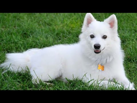 KIZGIN KÖPEK SESİ (DOG SOUND) GERÇEK KÖPEK HAVLAMASI