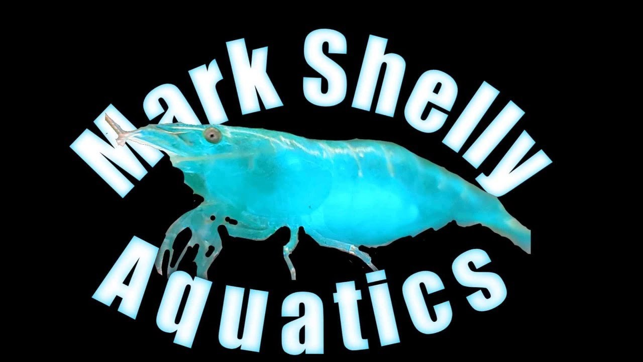 TN FISH MAFIA PRESENTS: MARK SHELLY AQUATICS - YouTube