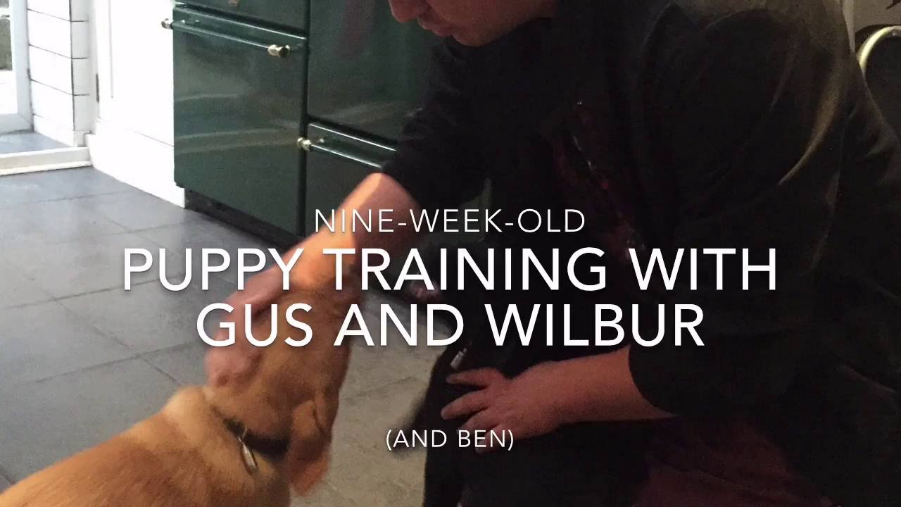 Nine-week-old Puppy Training with Gus and Wilbur (and Ben) - YouTube
