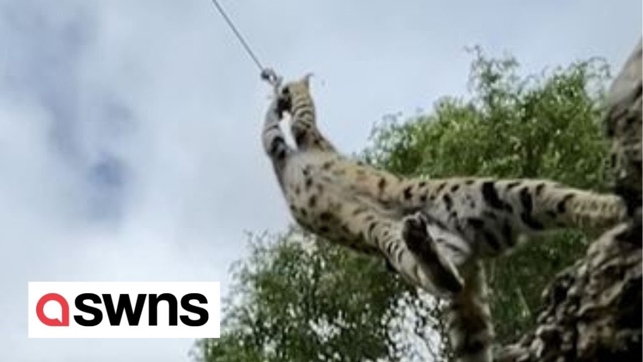 Serval Jumping For Bird