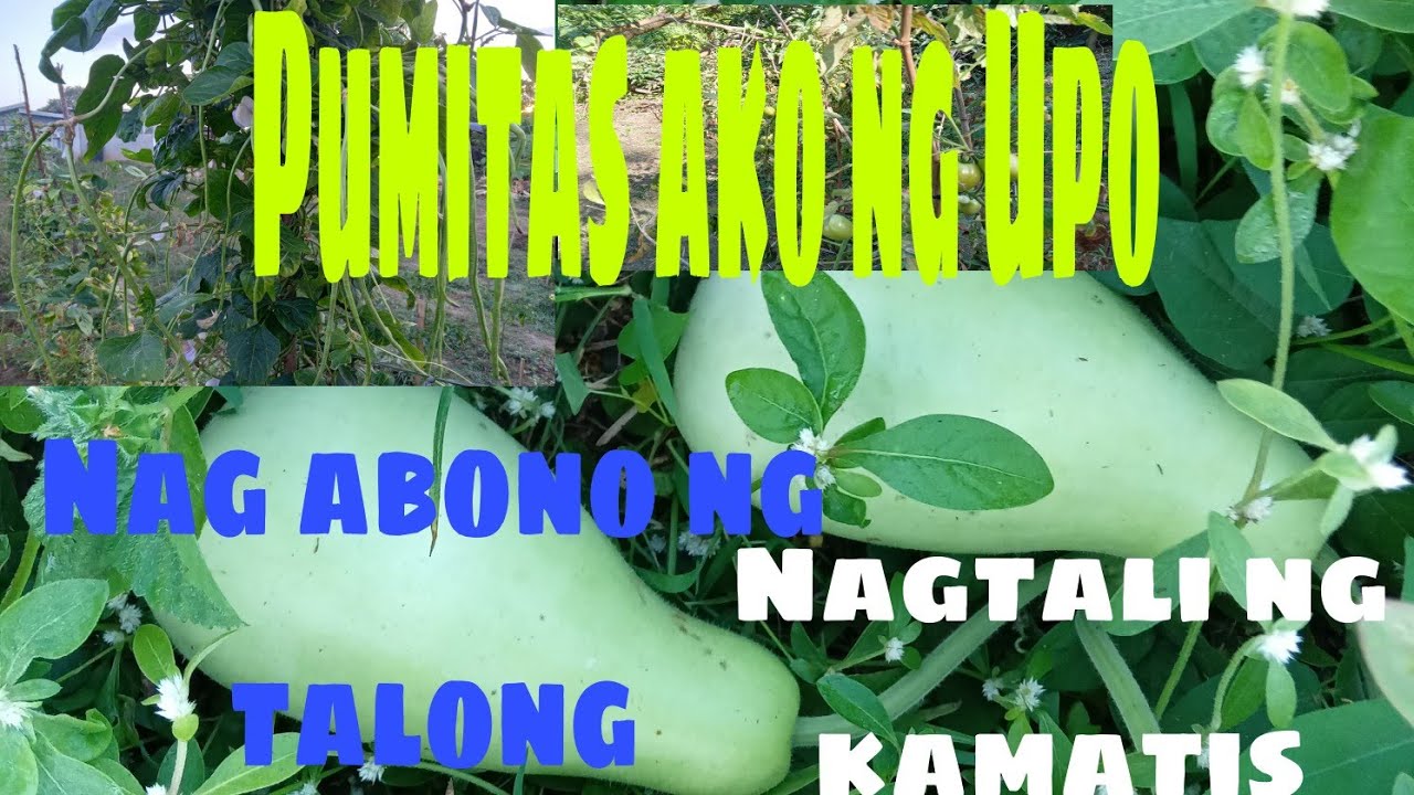 Pumitas ako ng sitaw at upo isang puno apat ang bunga pag aabono ng ...