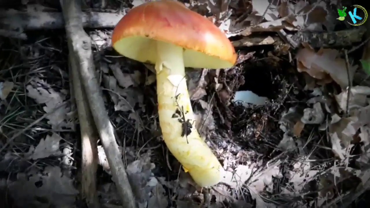 Blagva - Amanita caesarea - YouTube