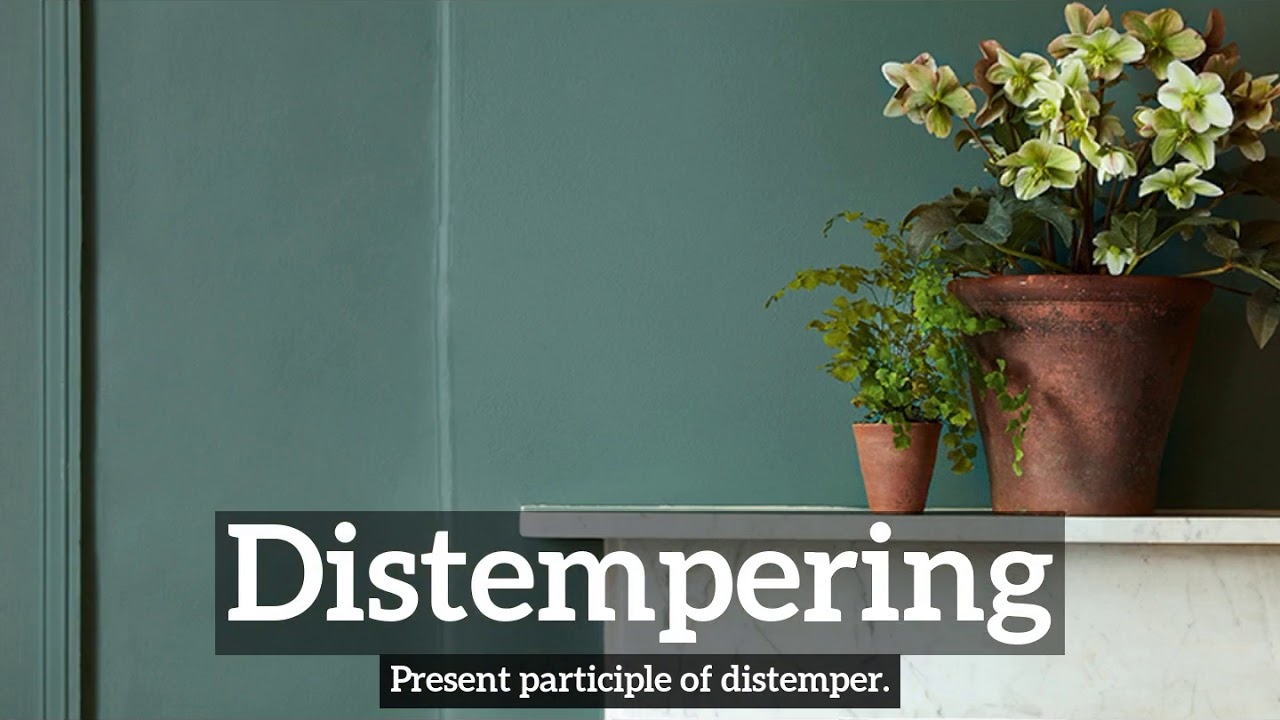How to Say Distempering in English? | What is Distempering? | How Does ...