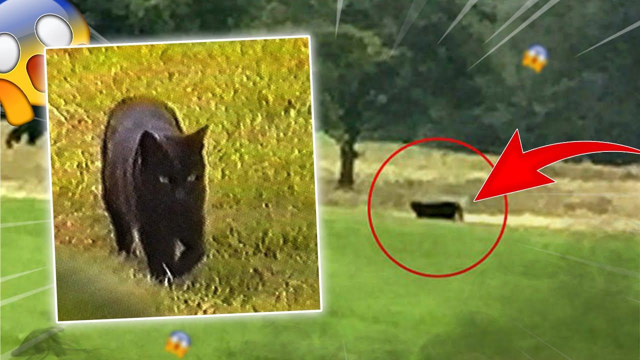 The Beast Of Bodmin Moor And Other British Mysteries (Top 10) - YouTube