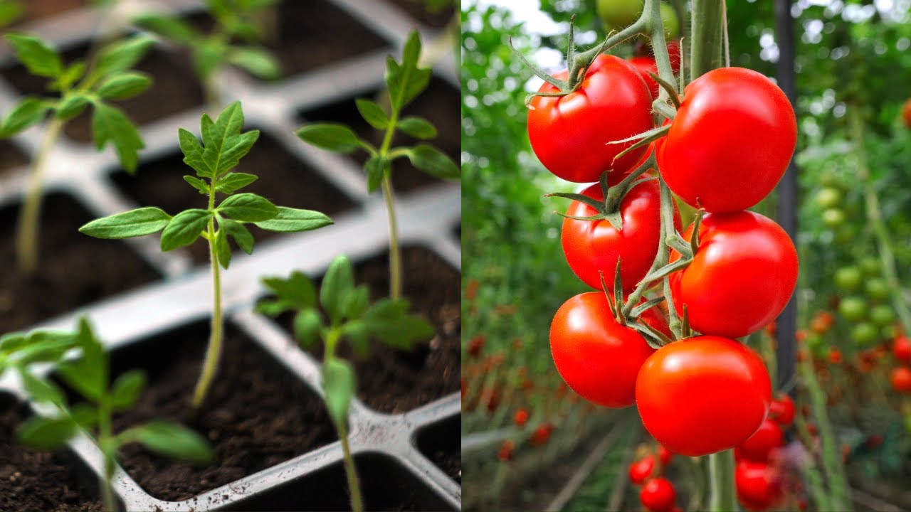 How to Plant (Germinate) Tomato Seeds - Quick Harvest - YouTube