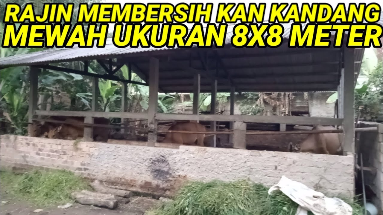 UKURAN KANDANG SAPI 8X8 MEGAH DAN MEWAH - YouTube