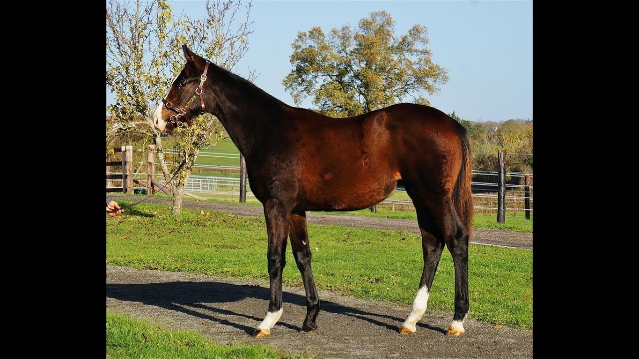 Lot 206 - Bay colt by Cityscape ex Chatalong - YouTube