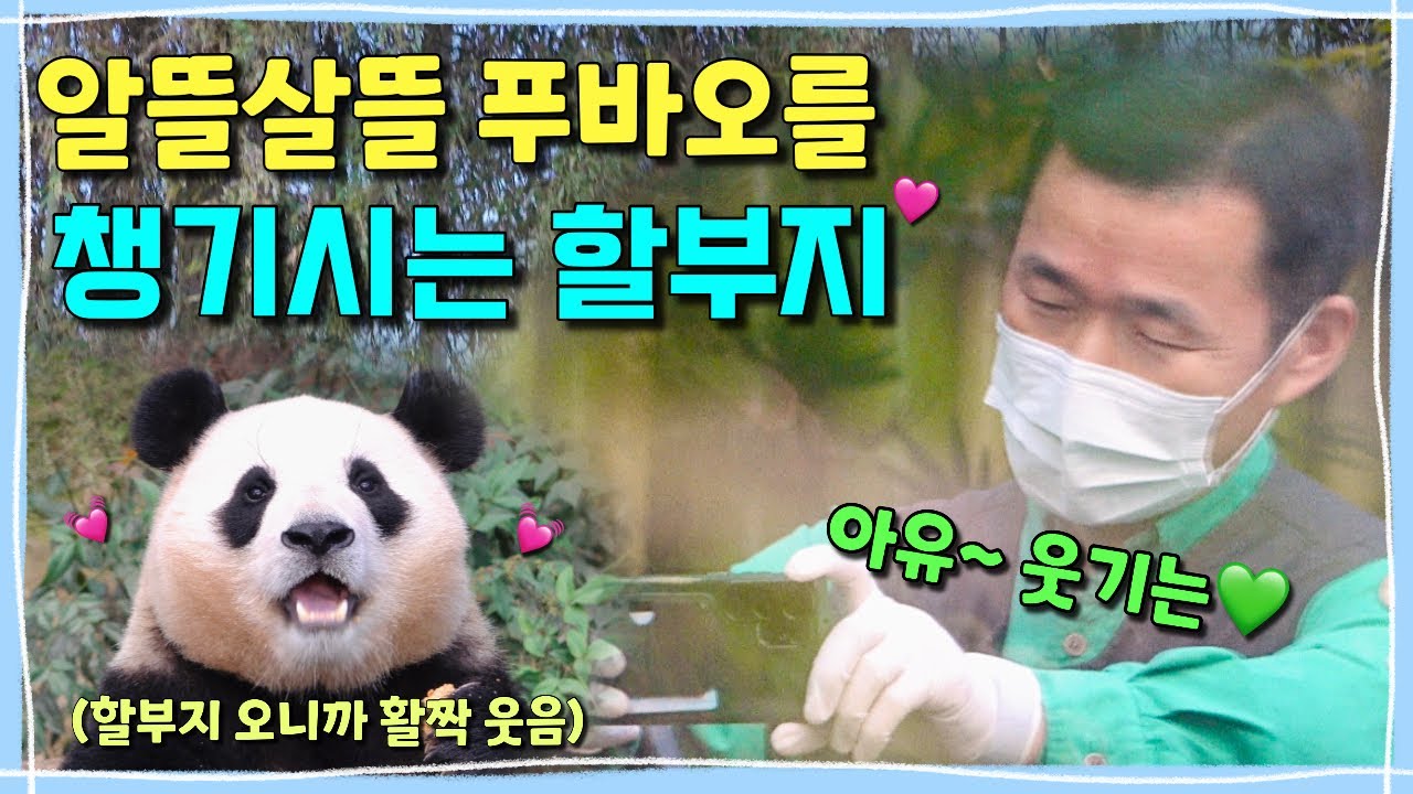 Ep222 할부지가 앞에서 보고 계시니까ㅋㅋㅋㅋ표정부터 달라지는 푸바오💕ㅣ엄마 닮아서 경계는 똑부러지게 하는 푸바오🐾ㅣ 아부지 외면한 아들램ㅣ에버랜드 판다월드