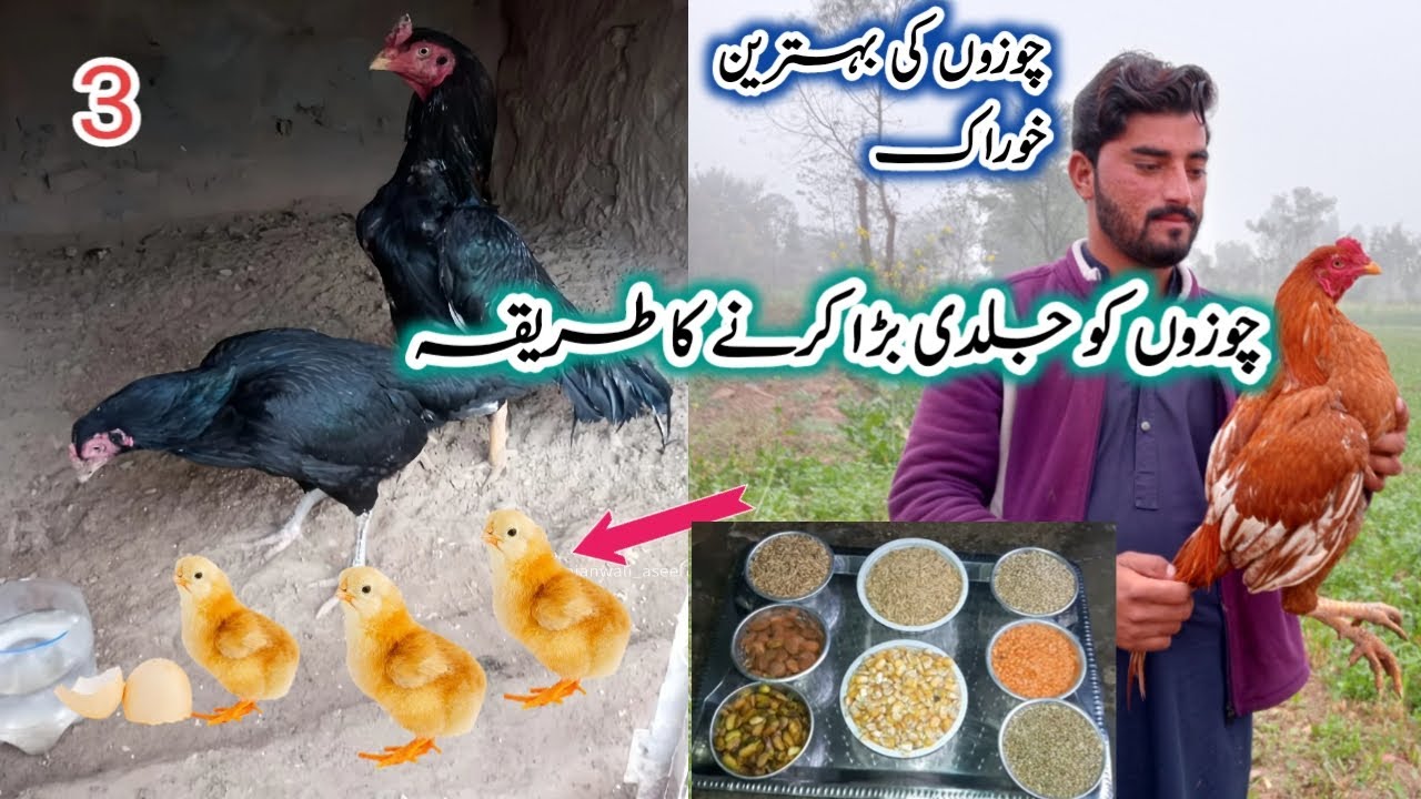 Healthy Foods For Baby Chicks To Fast Growth || Healthy Diet Plan For ...