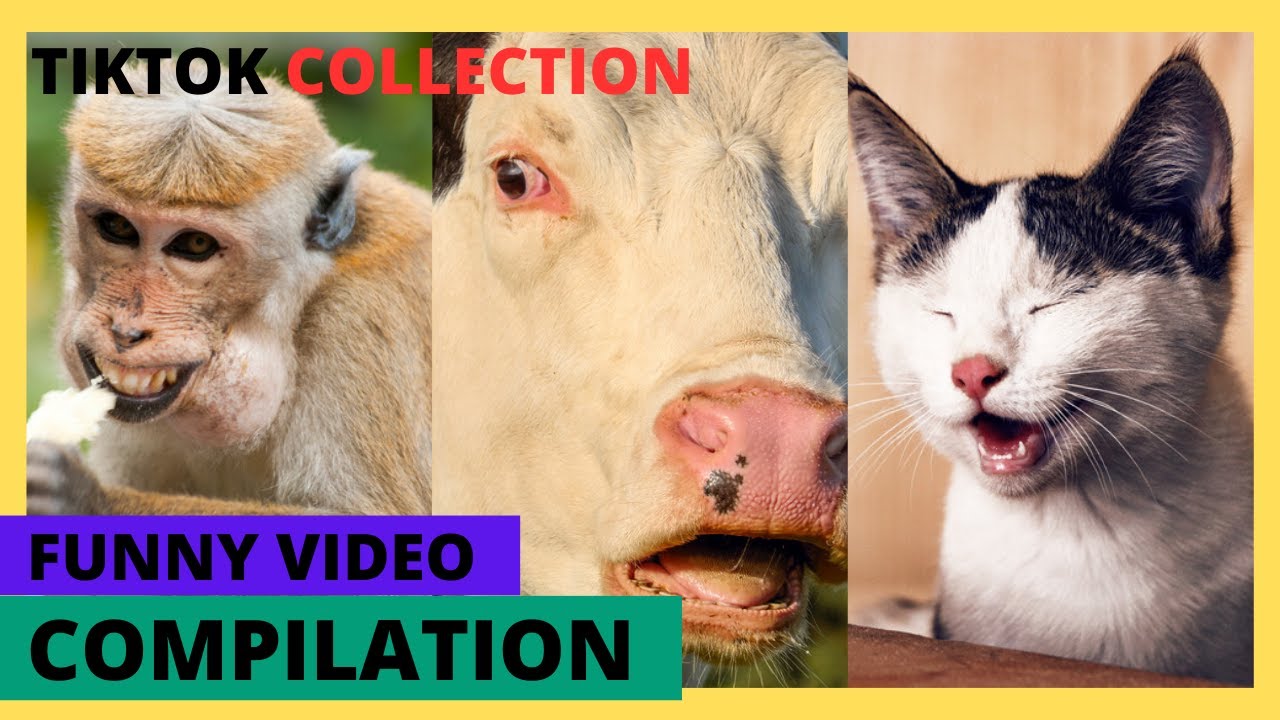 Animals funny video collection - YouTube