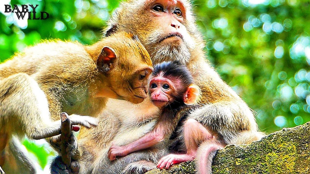 Amazing Love💗.! Kindly Little Girl Monkey Always Take Care & Sweet With ...