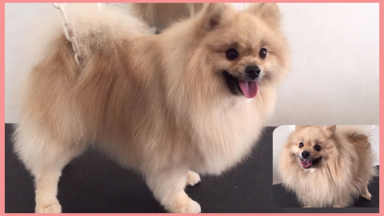 Spitz pet grooming(Toilettage Spitz) - YouTube