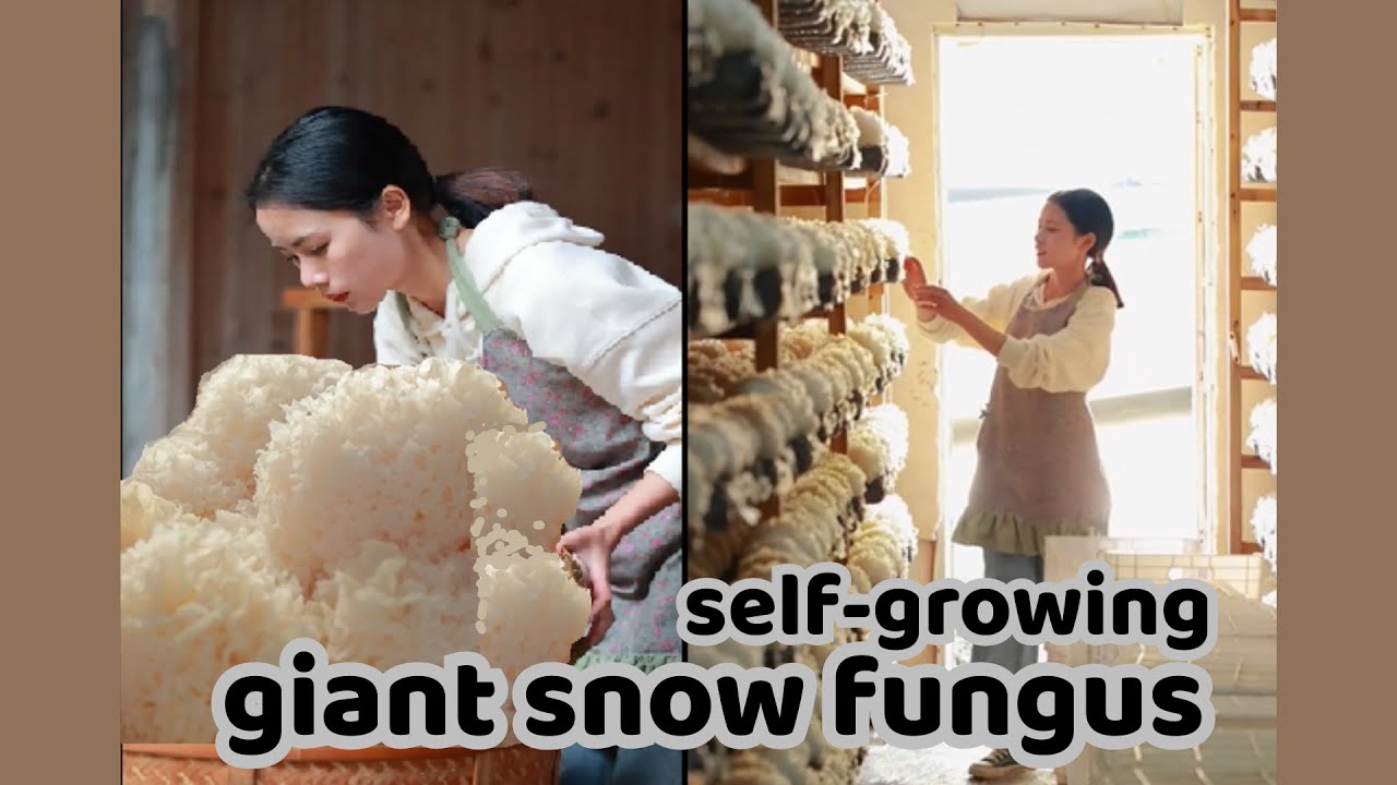 How She Grows Snow Fungus at Home & Cooks the Most Comforting Soup ...