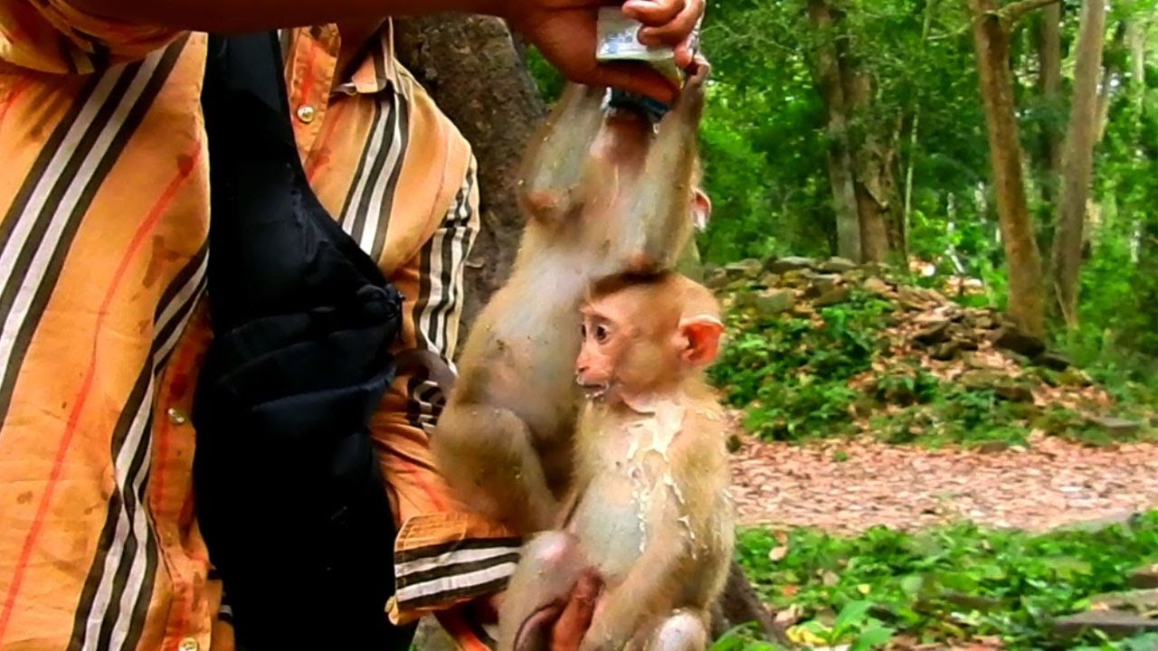 Yummy Yummy milk to day baby monkeys team sovana so happy they have ...