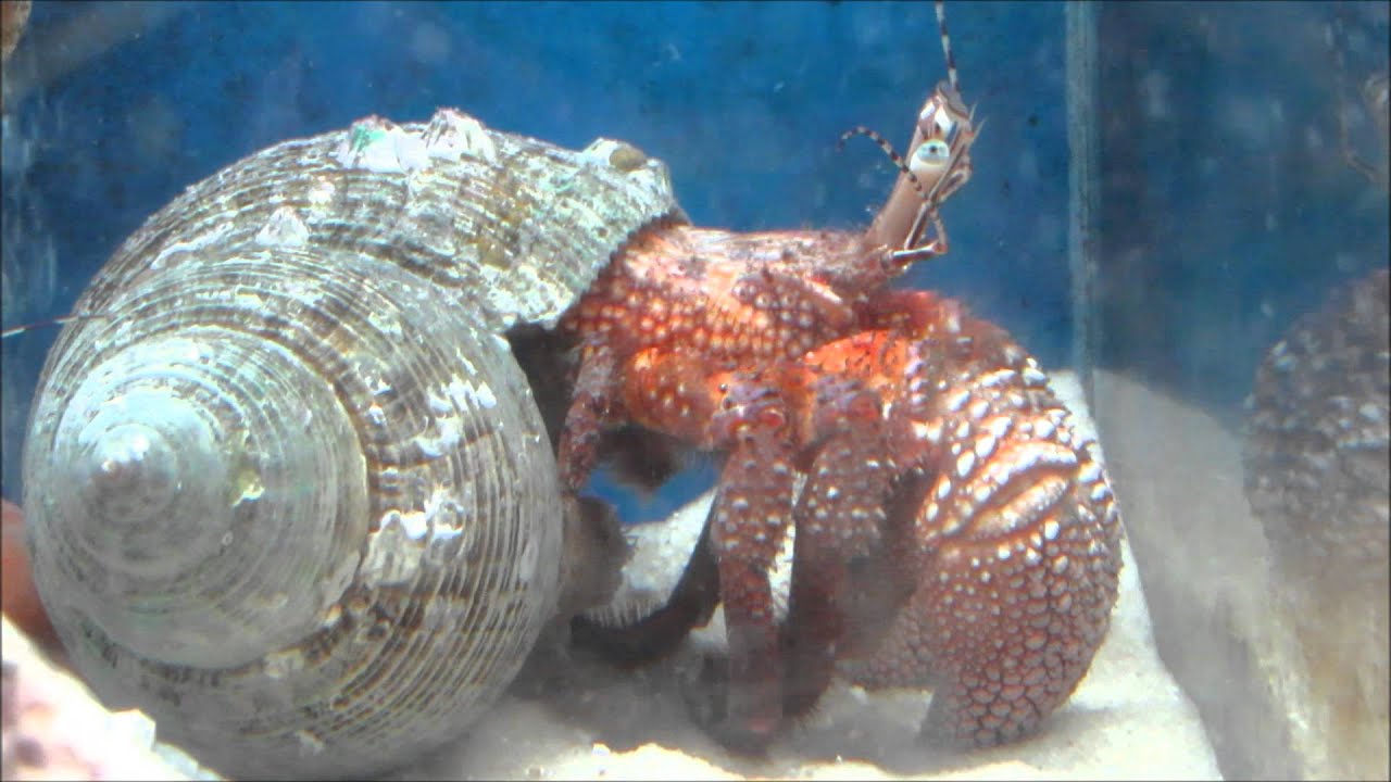 Gulf Specimen Marine Lab - YouTube