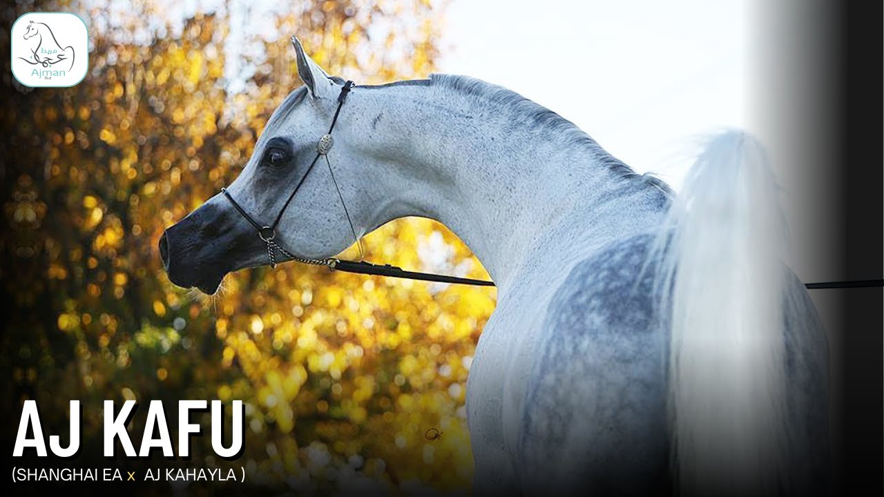 AJ KAFU 1st at Dubai International Arabian Horse Championship 2019 ...