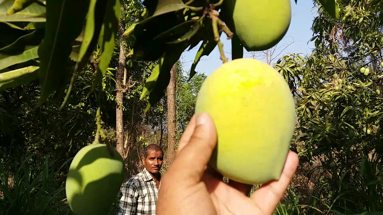 BIOFIT RESUTL IN MANGO/ STIM RICH/ BIO 95/ NETSURF - YouTube