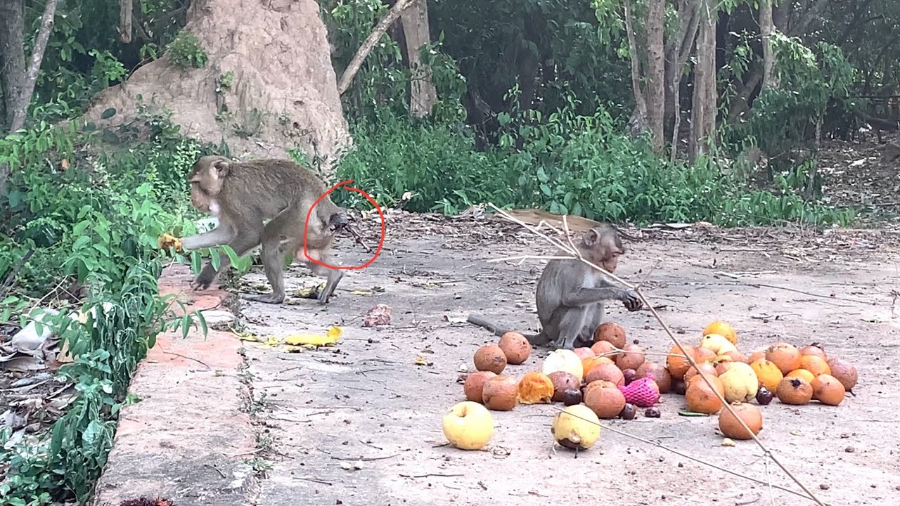 So poor Lucky monkey. What's happen with his tail? - YouTube