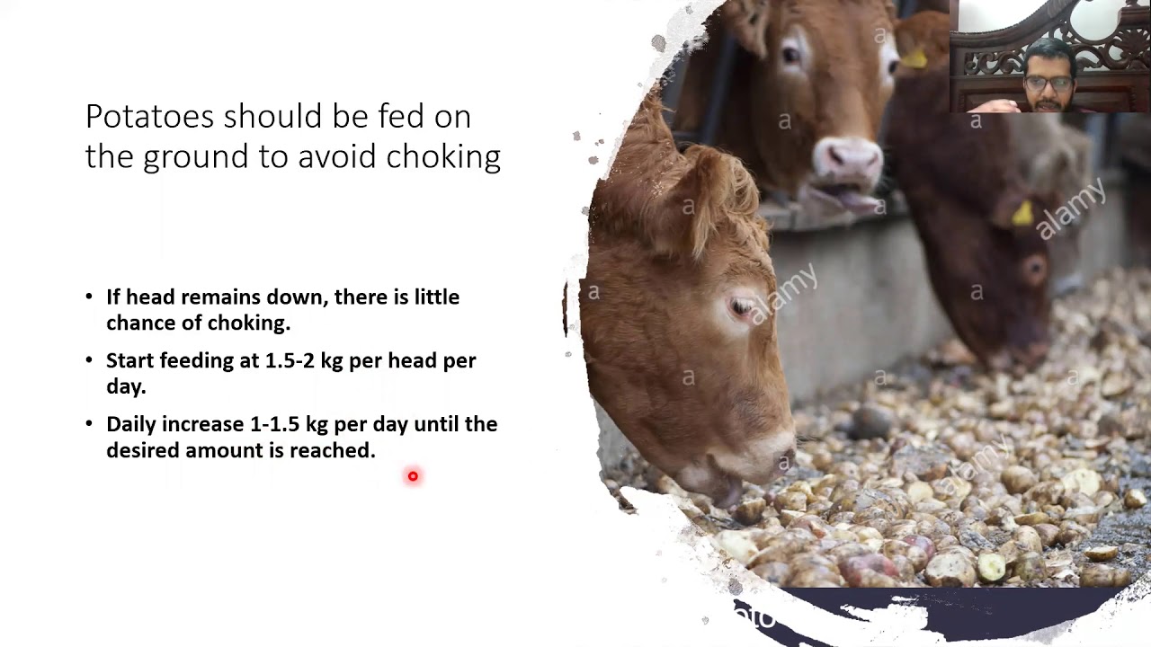 Potato Feeding Management for Cattle: Best Practices #farming # ...