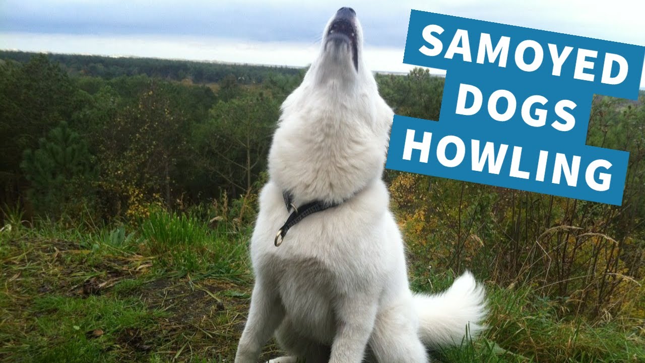 Cute Samoyed Dogs Howling and Barking Sirens & Compilation || Lovely ...
