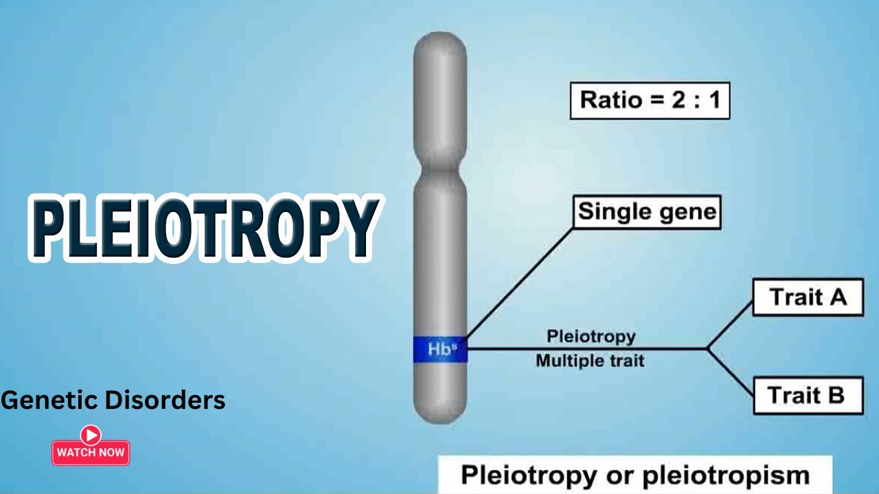 PLEIOTROPY/GENETICS - YouTube