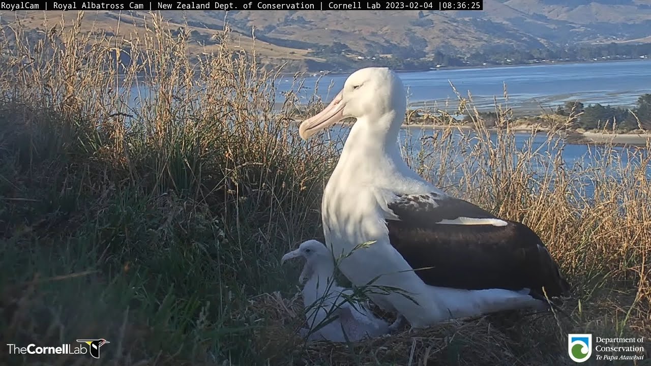 23.02.04 Royal Albatross Cam - 可愛的小信 Cute SP Chick - YouTube