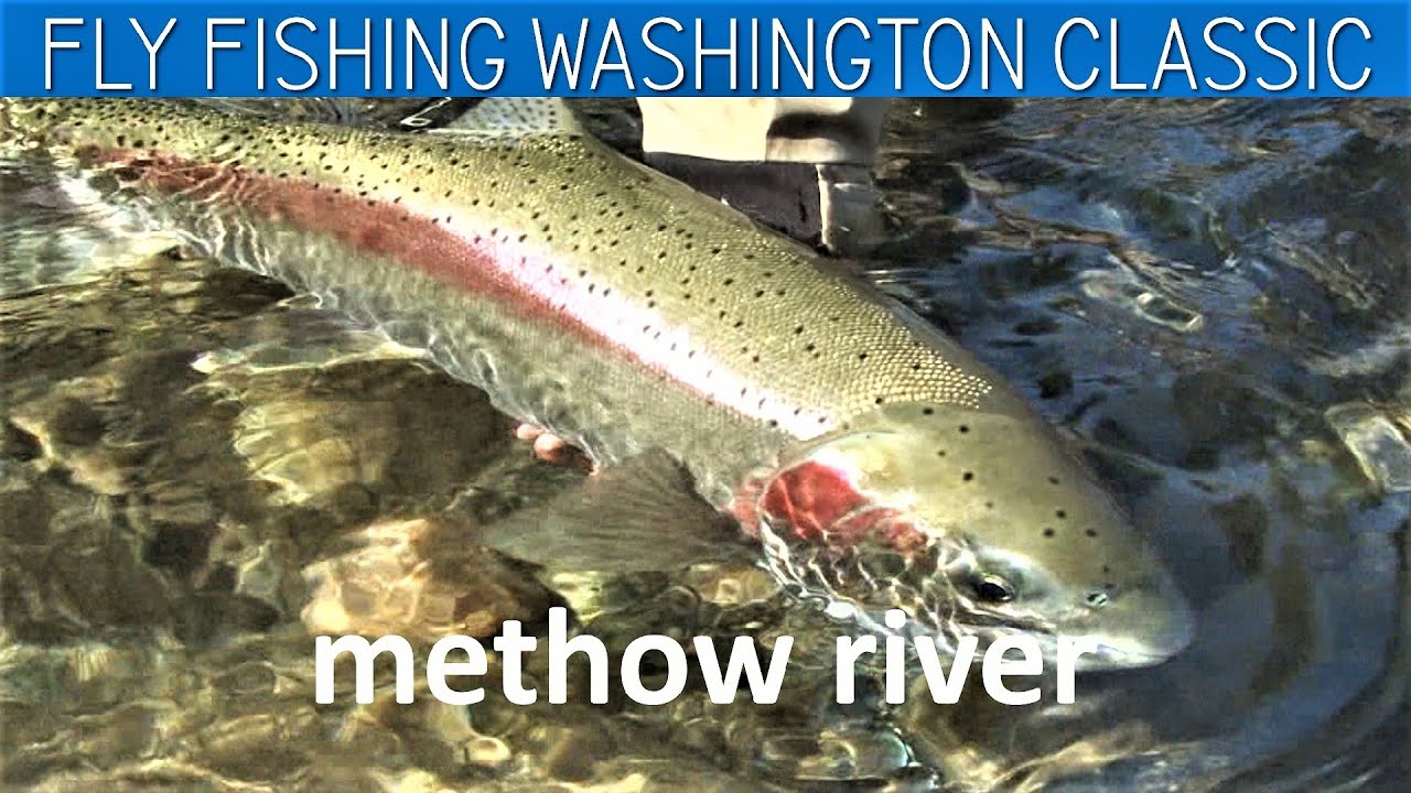 Fly Fishing Washington State FWL Classic Methow River Steelhead Middle ...