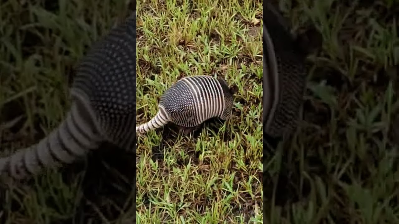 Armadillo Digging for Grubs - YouTube