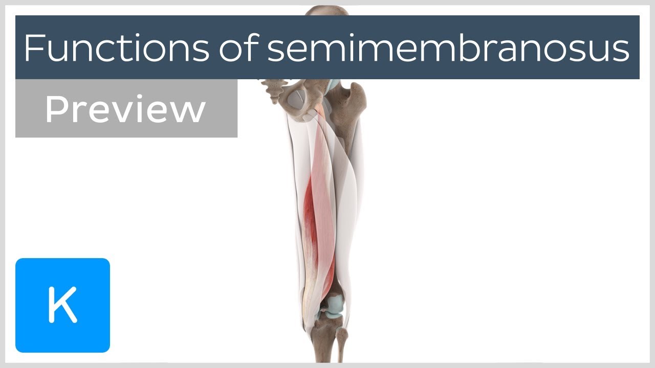 Functions of the semimembranosus muscle (preview) - Human 3D Anatomy ...