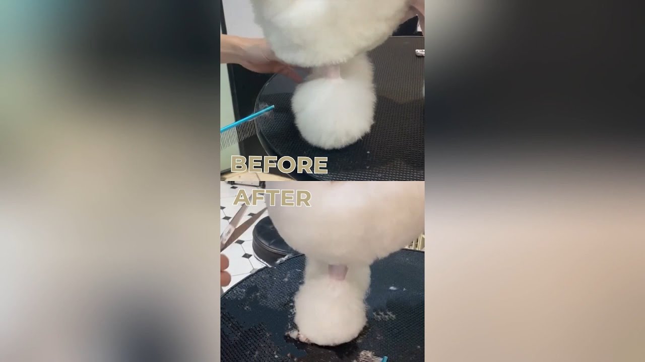 Poodle Continental Clip - Trimming of Front Bracelet Demonstration by ...