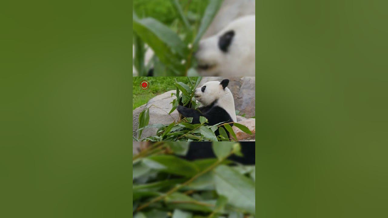 Real Panda Sounds | High Quality | Cute Panda Sound Experience! | 4K # ...