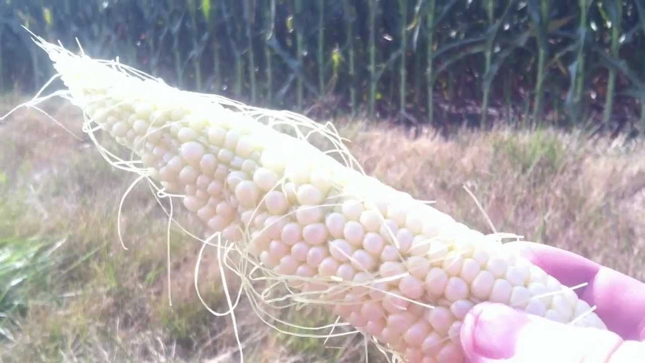 Poor Pollination for Corn in 100F+ Degree Heat - YouTube
