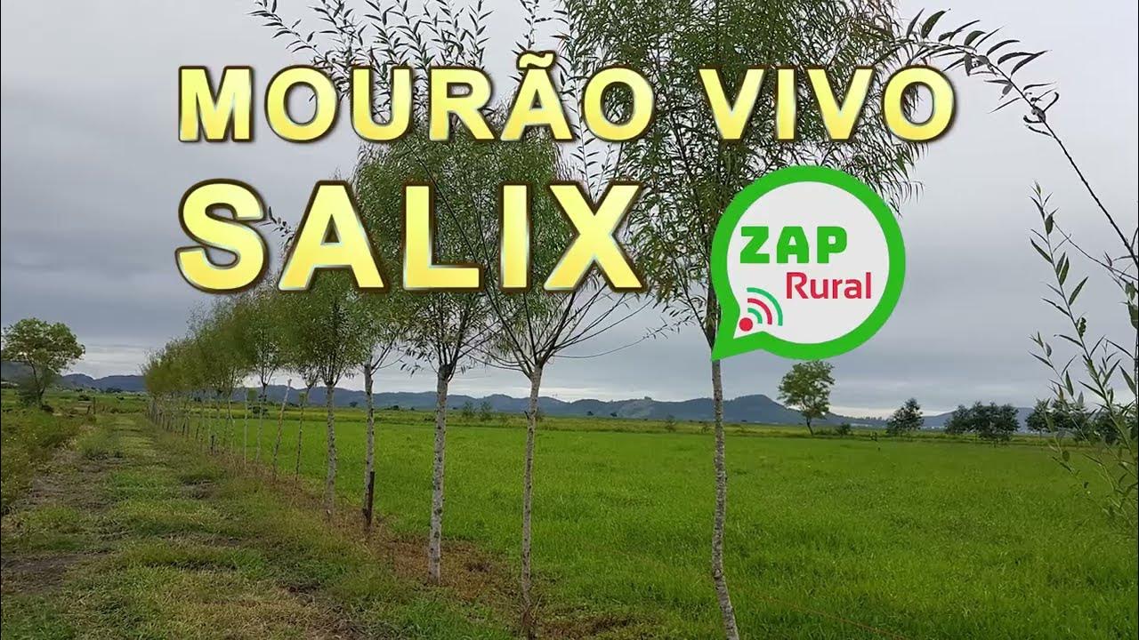 MOURÃO VIVO: SALIX - YouTube