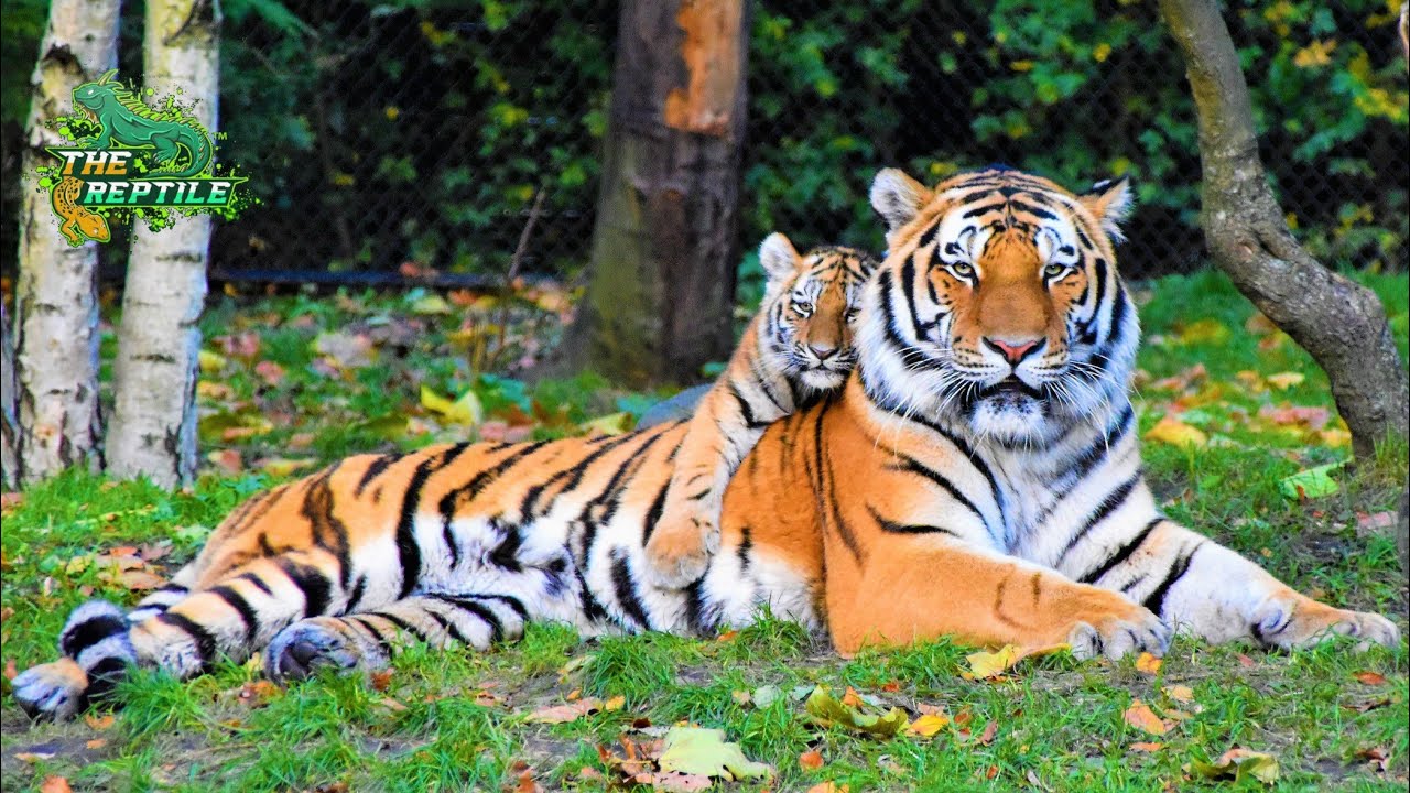 The Mighty Tigers: Kings of the Jungle. No Copyright Video - YouTube