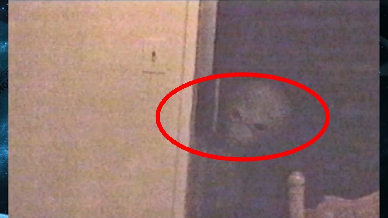 5 Mysterious Creatures Caught On Camera & Spotted in Real Life!! - YouTube