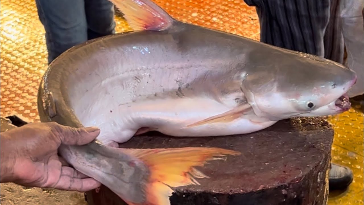 Amazing Big Pangas Fish Cutting Skills In Fish Market - Bangladesh ...